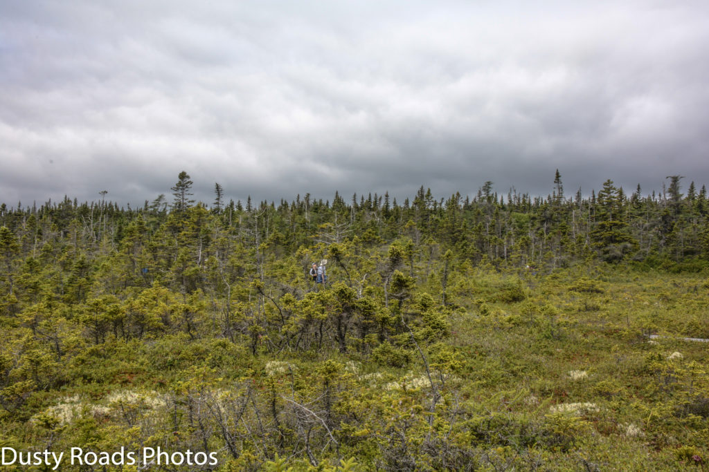 Peat Marsh – arounddustyroads