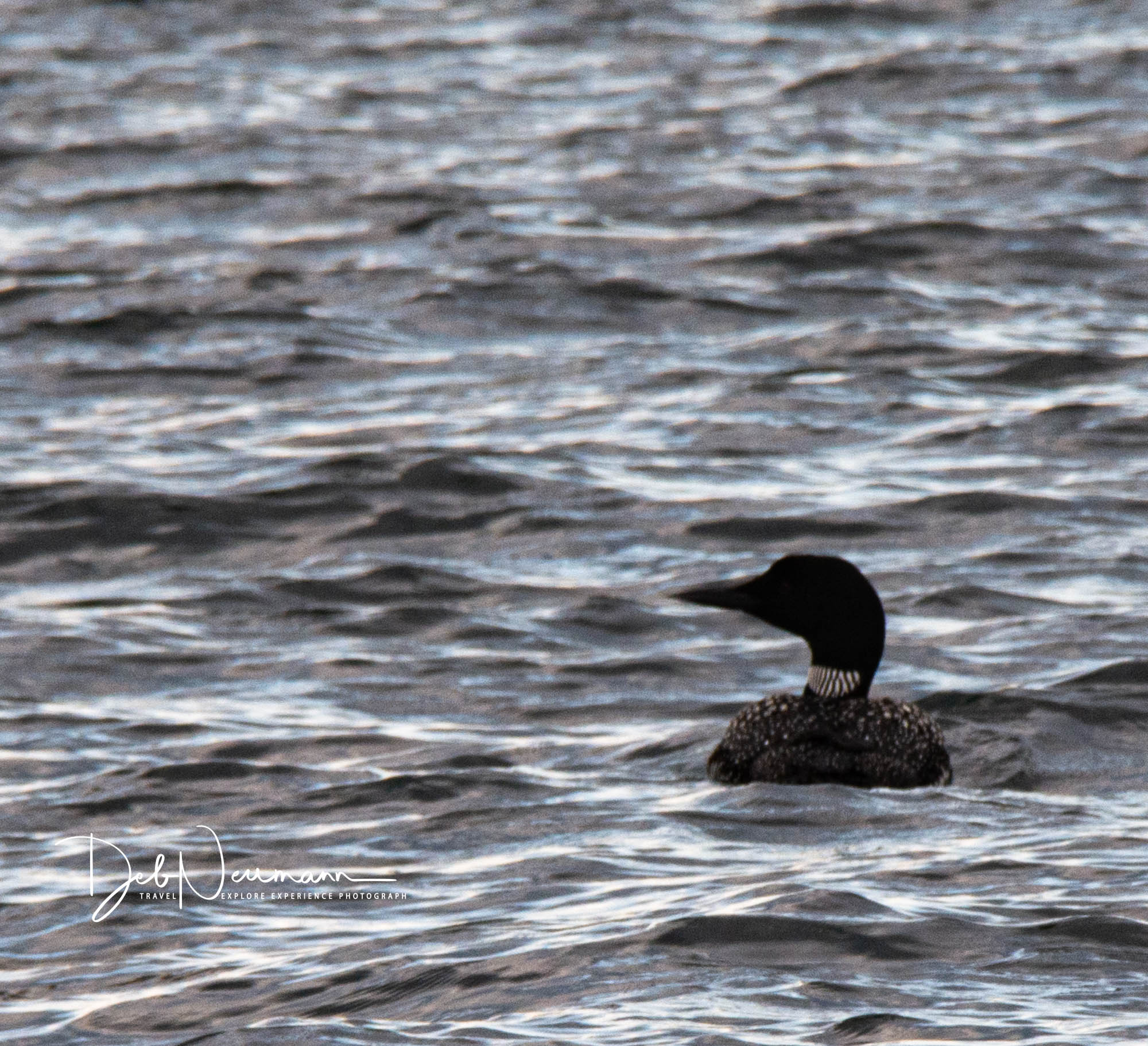 The Call of the Loon – arounddustyroads