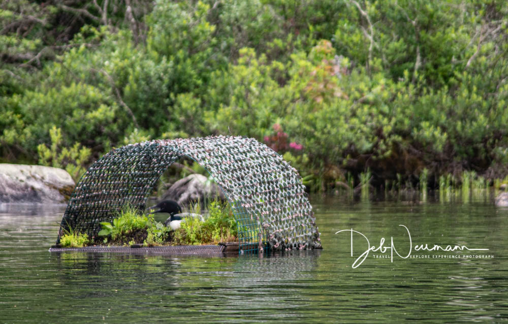 The Call of the Loon – arounddustyroads