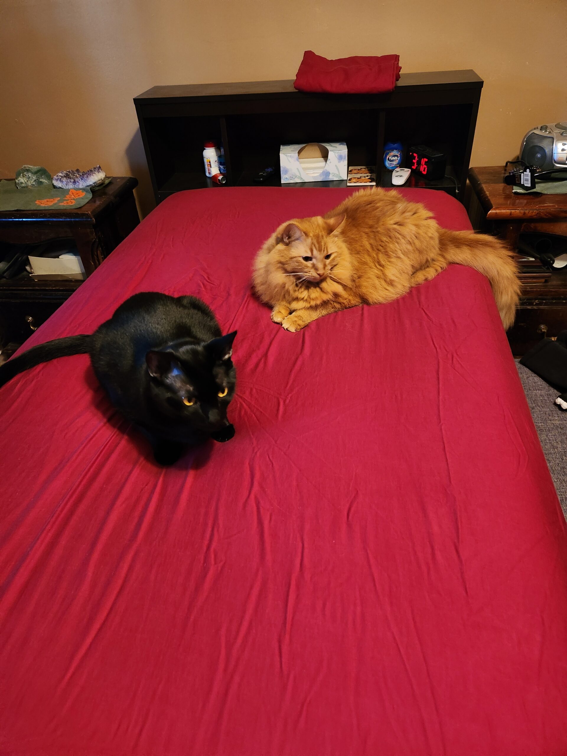 Paws, Claws and Catnaps – arounddustyroads